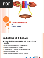 Excretory System | PDF | Urinary System | Kidney