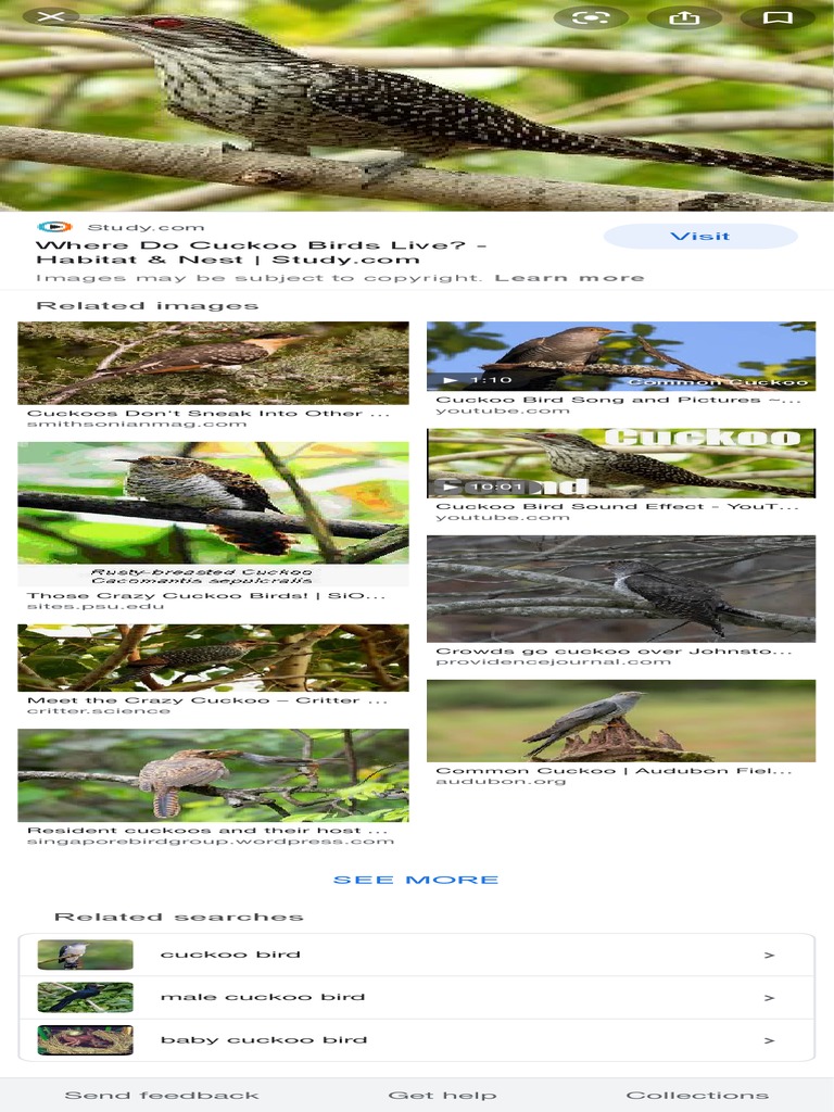 Ku Ku Bird - Google Search | PDF