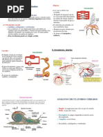 S18-La Circulación en Los Animales PPT 3ro | PDF