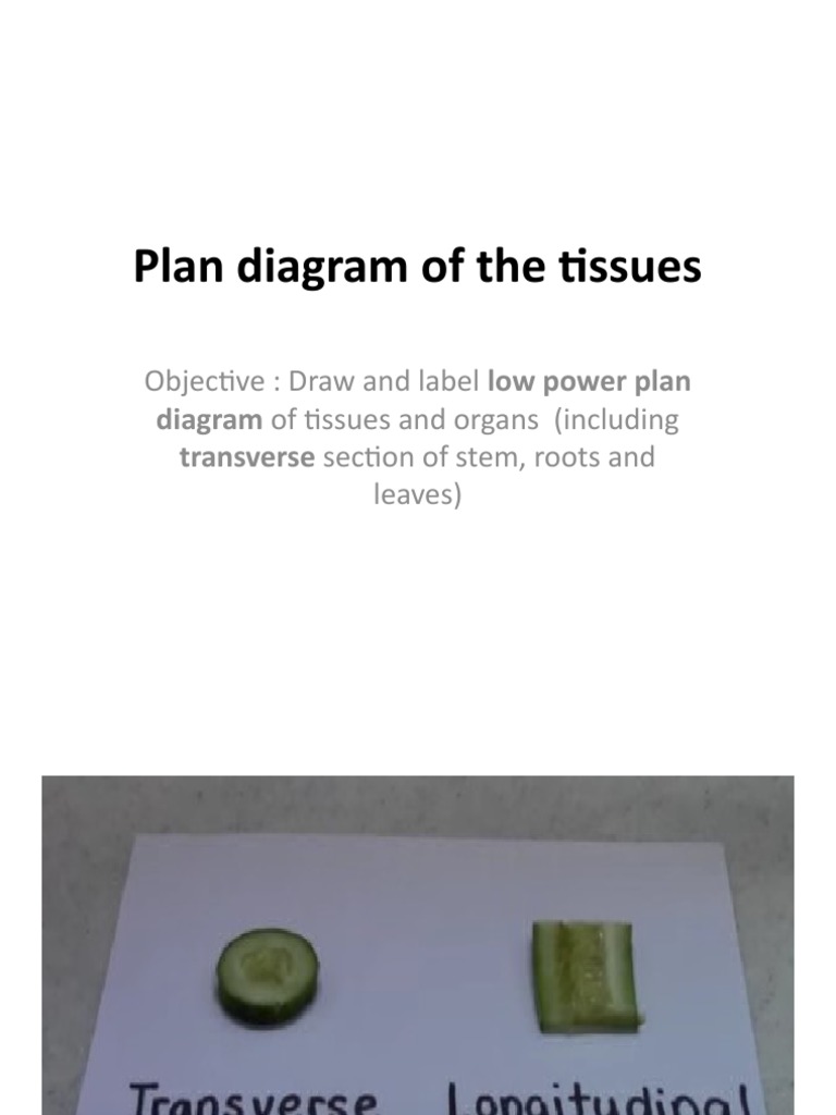 Plan Diagram of The Tissues 2 | PDF | Cell Signaling | Cell Membrane