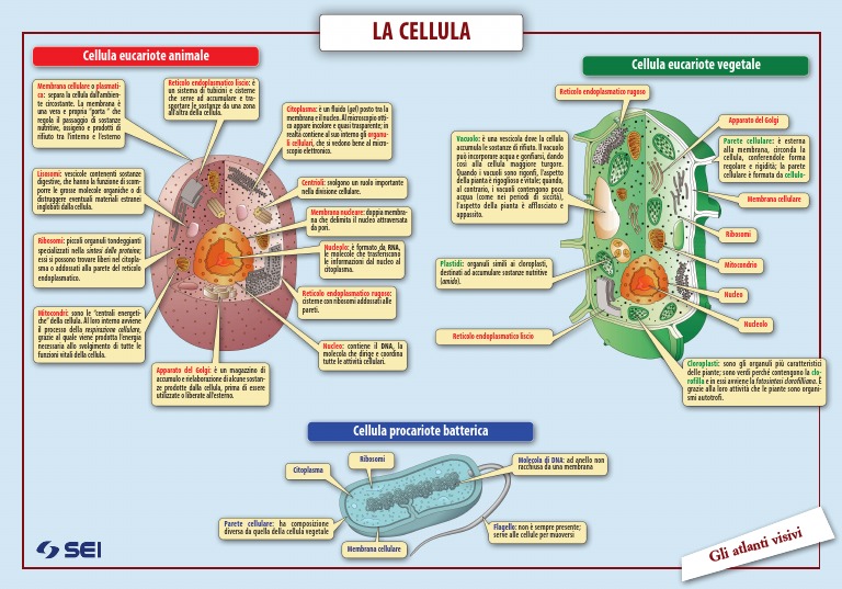 SCHEMA La Cellula | PDF