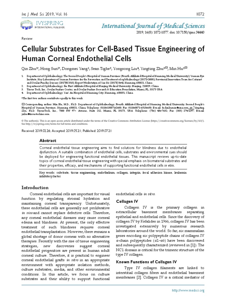 Cellular Substrates For Cell-Based Tissue Engineering of Human Corneal ...