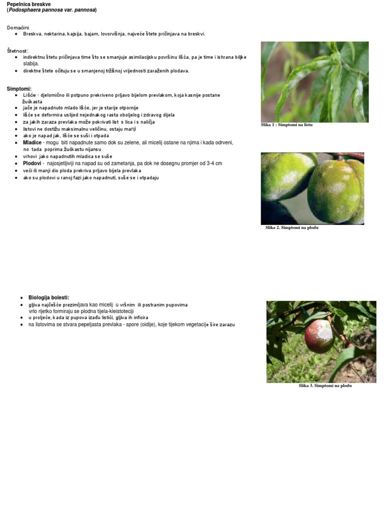 Bolesti Breskve-Pepelnica | PDF