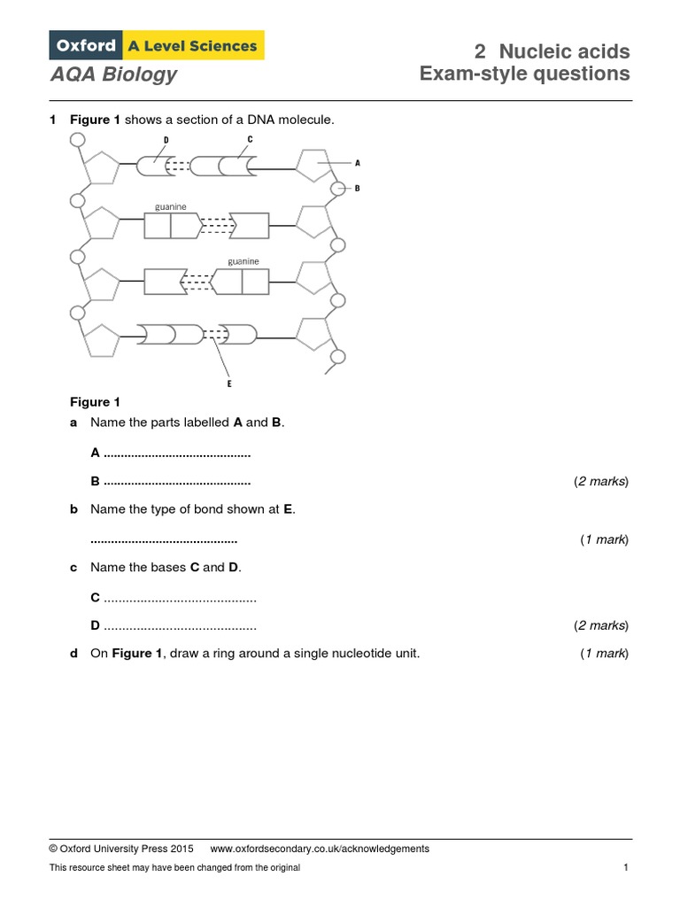 AQA Biology: 2 Nucleic Acids Exam-Style Questions | PDF | Nucleic Acids ...