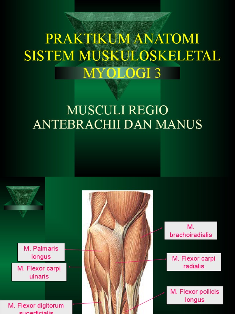 Praktikum Anatomi Sistem Muskuloskeletal Myologi 3: Musculi Regio ...