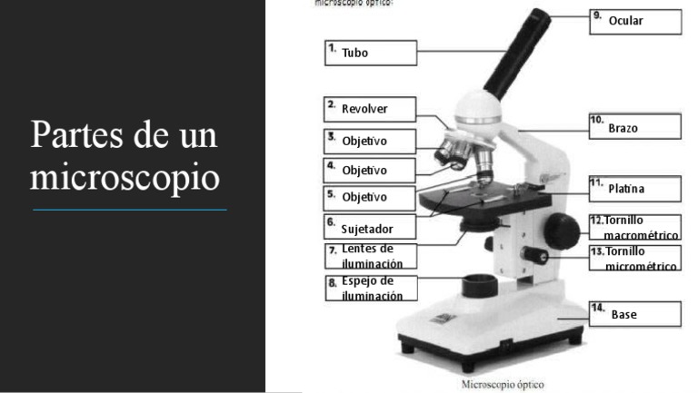 Partes de Un Microscopio | PDF | Tecnología