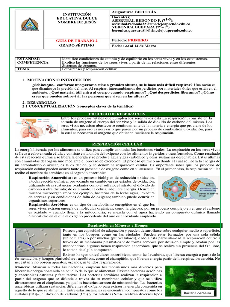 Guía Nº2 Fotosíntesis y Respiración Celular | PDF | Respiración ...
