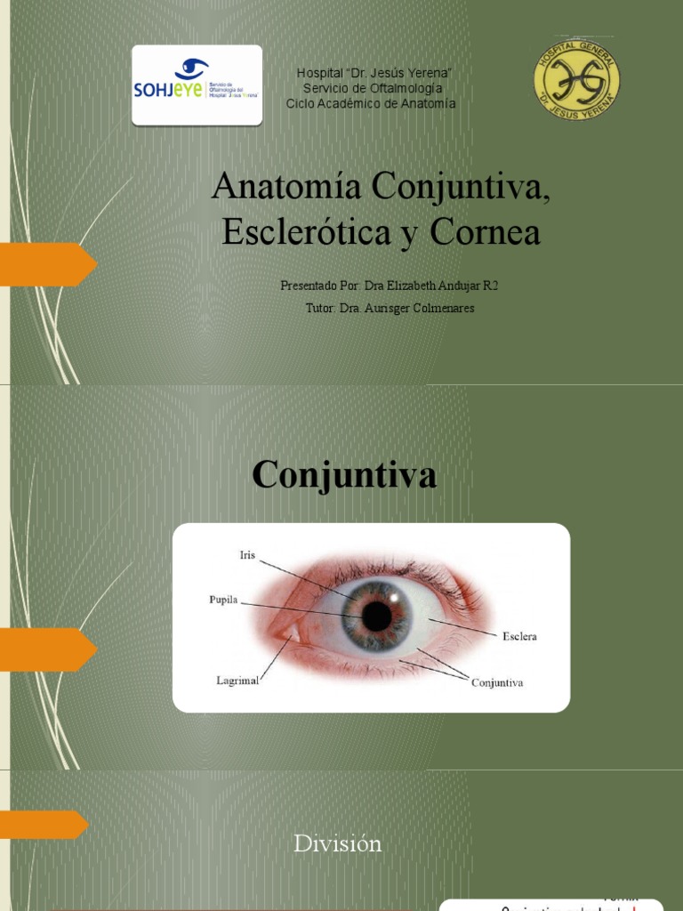 Anatomía Ocular: Conjuntiva, Esclerótica y Córnea | PDF | Córnea | Epitelio
