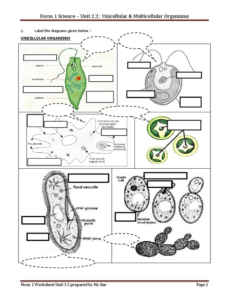 Fdocuments - in Form 1 Science Unit 22 Unicellular Multicellular 1 ...