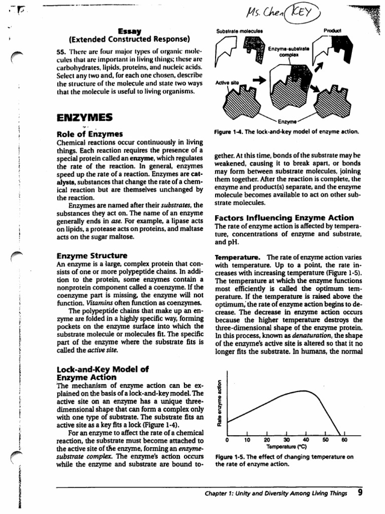 Enzyme and Macromolecules Worksheets Answer Key | PDF