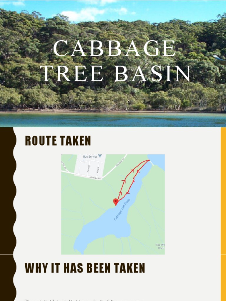 Cabbage Tree Basin Autosaved | PDF | Mangrove | Leaf