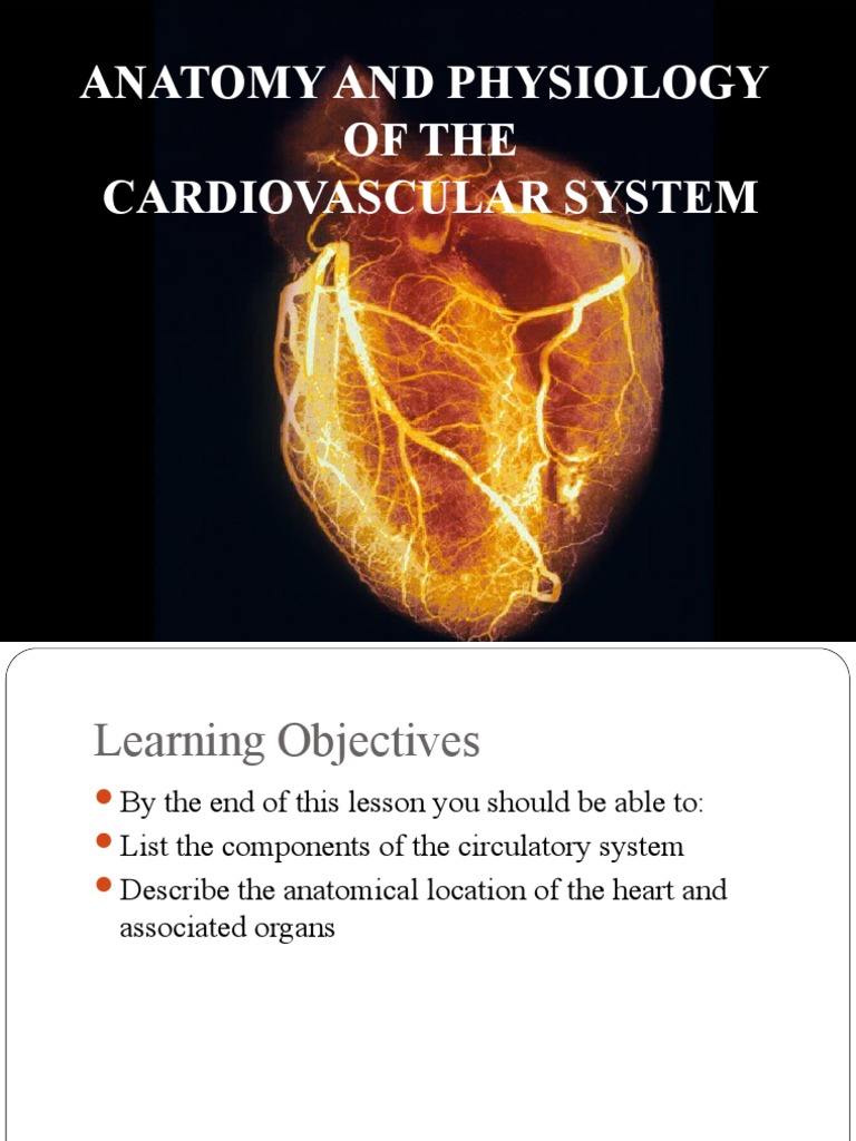 Anatomy and Physiology of The Cardiovascular System Medical Surgical ...