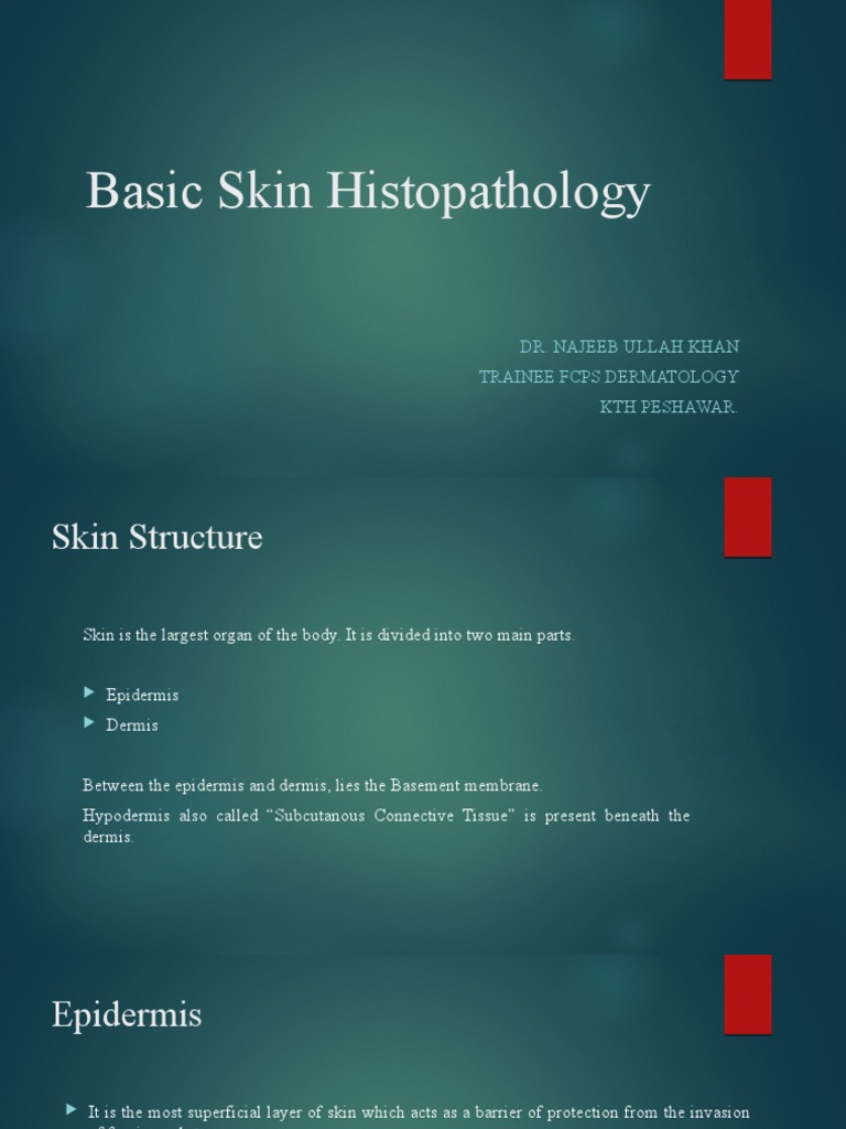 Skin Histopathology Overview | PDF | Epidermis | Skin