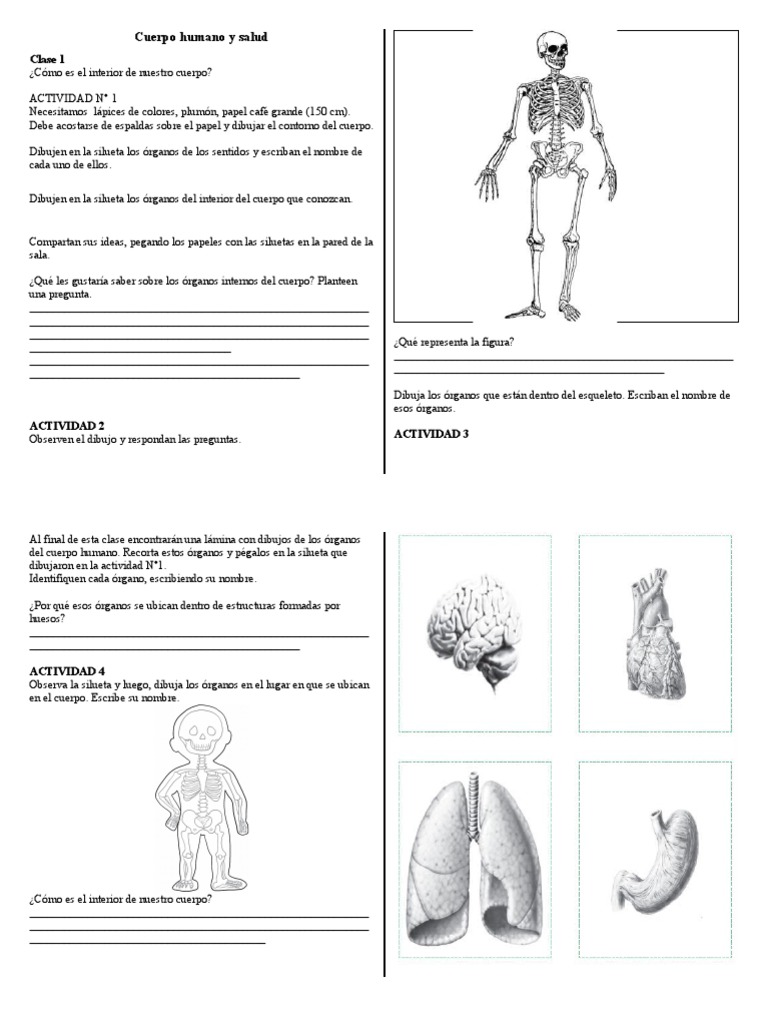 Cuerpo Humano y Salud Clase 1 y 2 | PDF | Órgano (anatomía) | Mano
