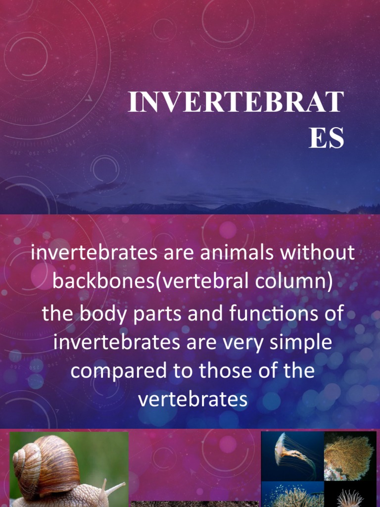 Invertebrates | PDF | Mollusca | Invertebrate