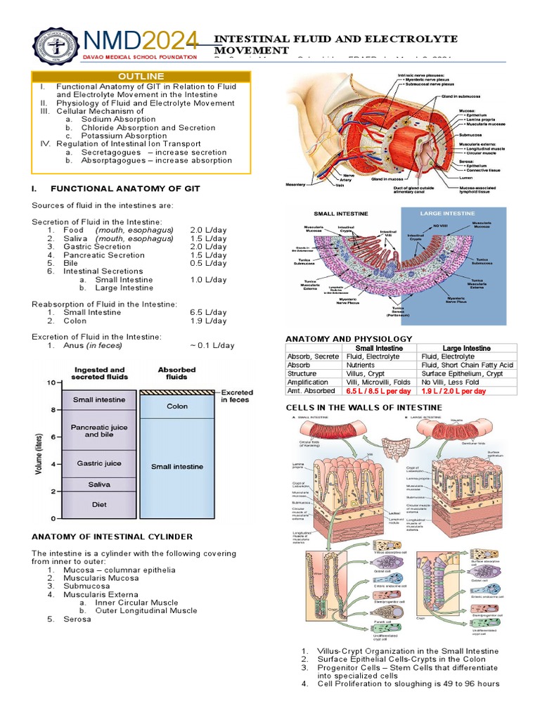 Intestinal Fluid and Electrolyte Movement | PDF | Gastrointestinal ...