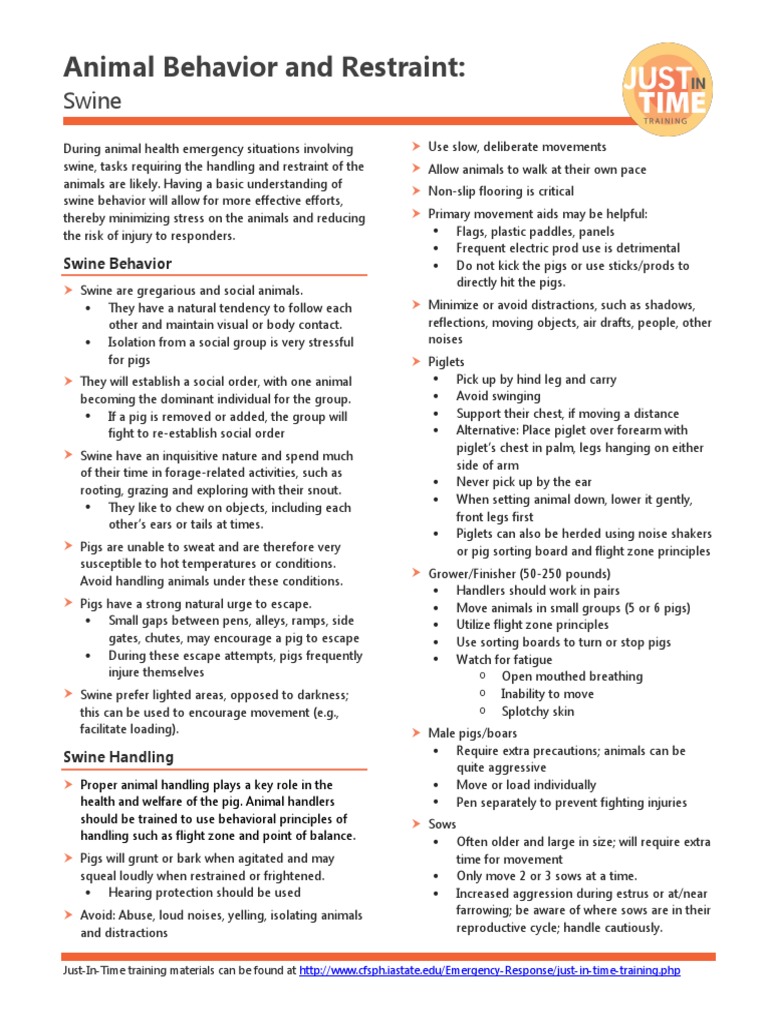 Effective Swine Restraint Techniques | PDF | Domestic Pig | Pig