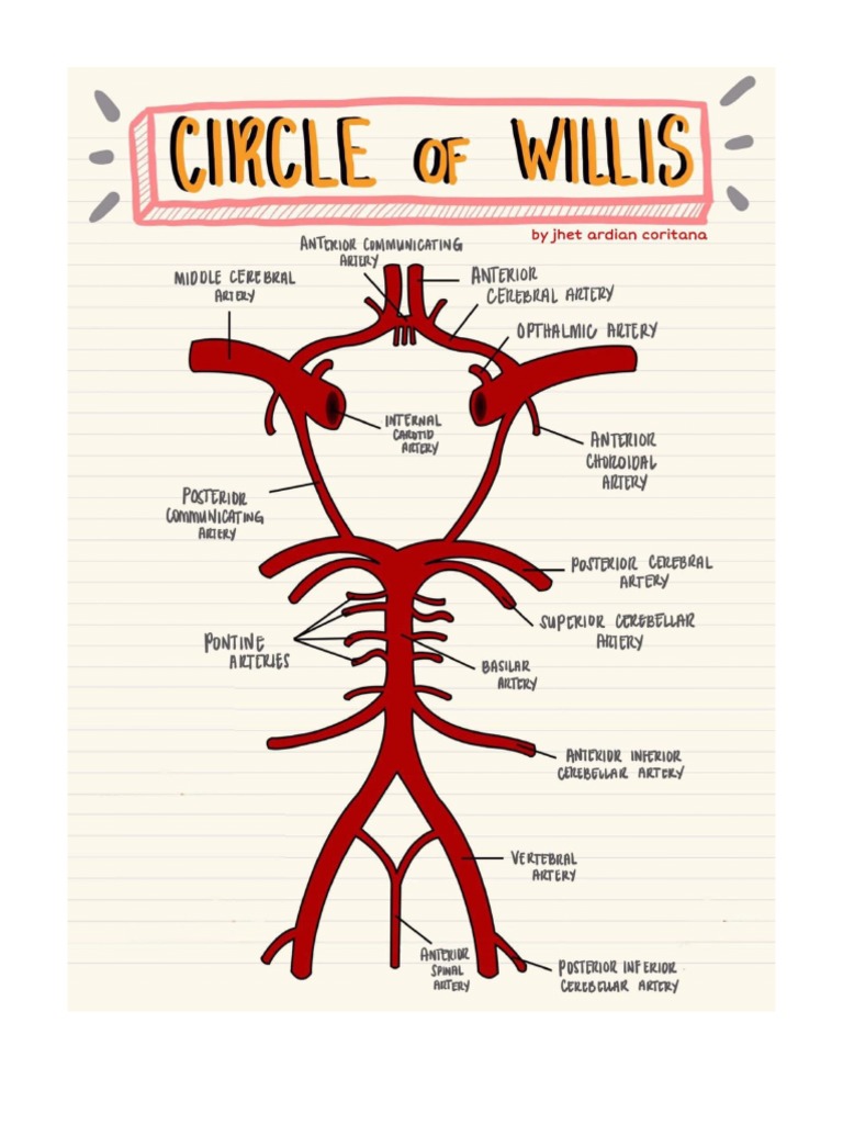 Circle of Willis | PDF