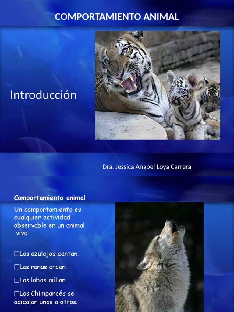 Comportamiento Animal | PDF | Feromona | Etología