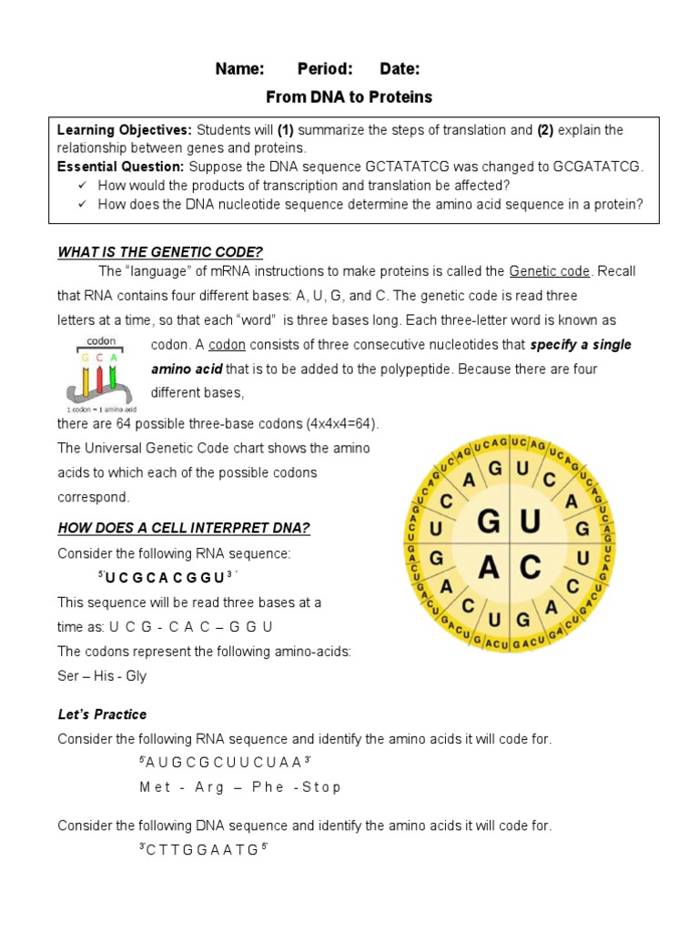 Translation Notes Sheet | PDF | Translation (Biology) | Ribosome