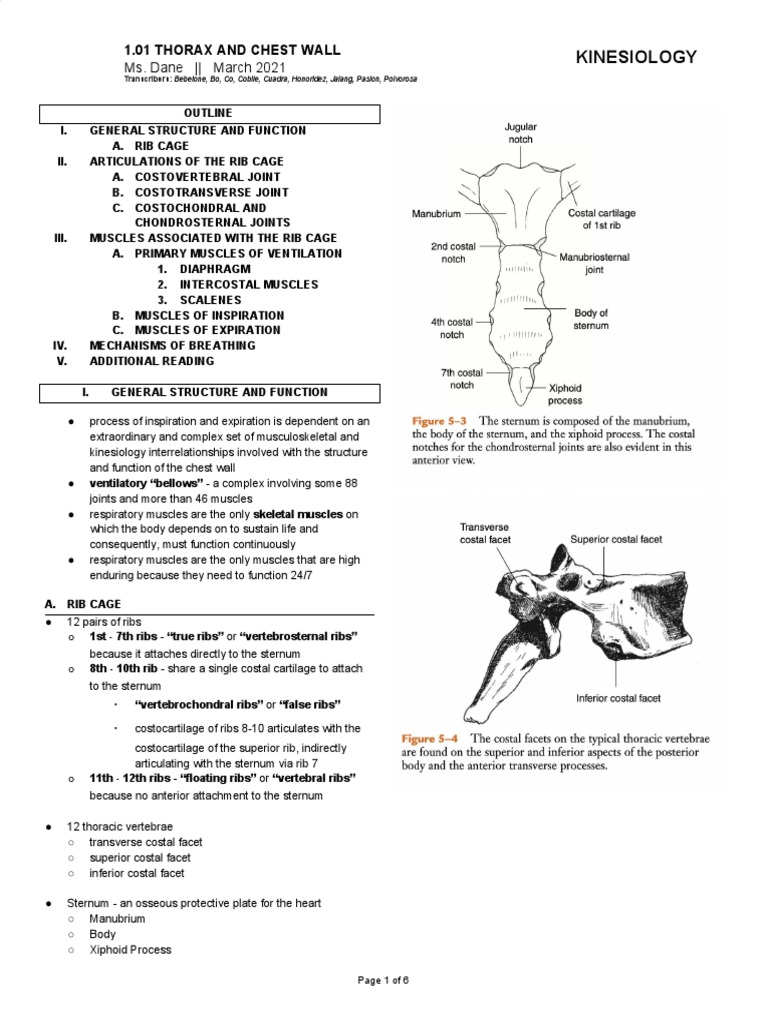 Thorax and Chest Wall | PDF | Vertebra | Thorax
