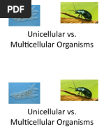 Unicellular and Multicellular Worksheet | PDF | Cell (Biology) | Organisms