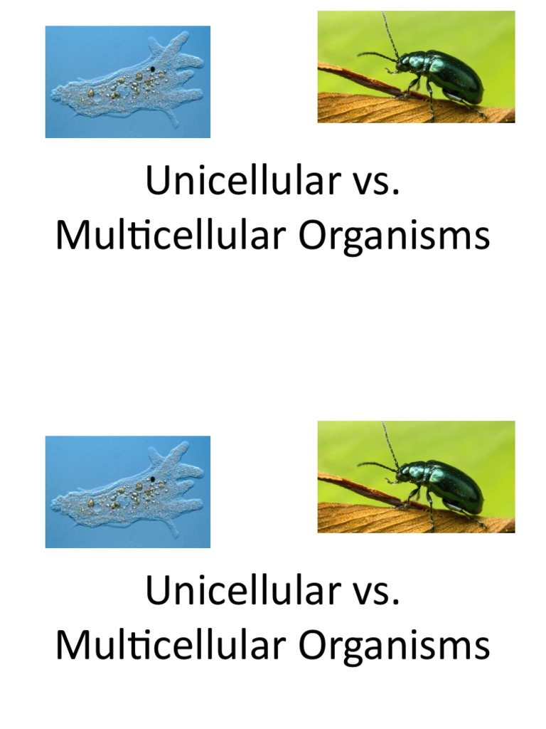 Unicellular and Multicellular Organisms | PDF | Cell (Biology) | Organisms