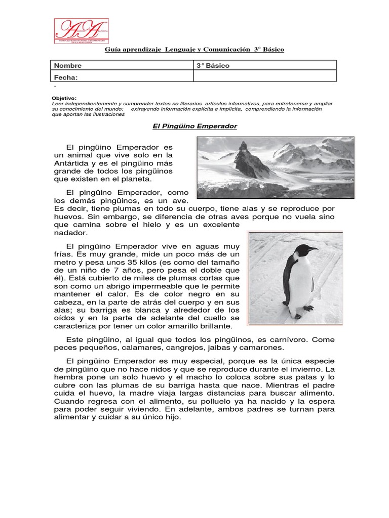 Información sobre el Pingüino Emperador | PDF | Pingüino | Aves