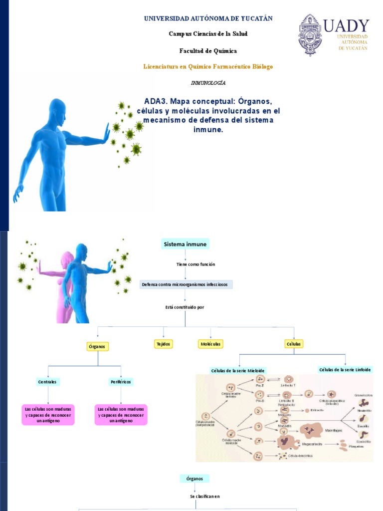 Mapa Conceptual, Órganos, Células y Moléculas Involucradas en El Mecanismo de Defensa Del ...