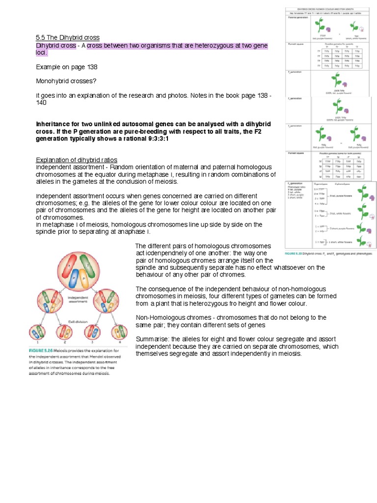 Dihybrid Cross and Independent Assortment | PDF