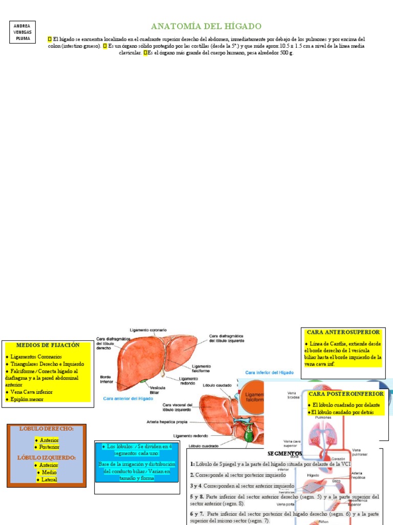 Anatomía y Fisiología Del Hígado | PDF | Hígado | Vena