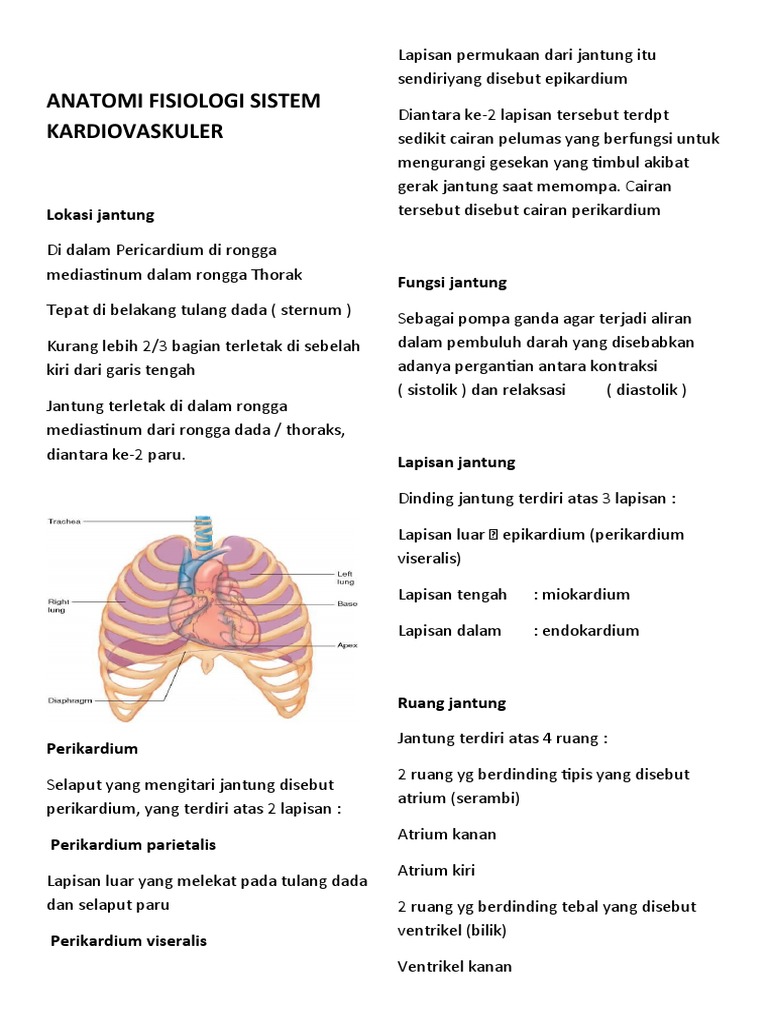 Anatomi Fisiologi Sistem Kardiovaskuler | PDF