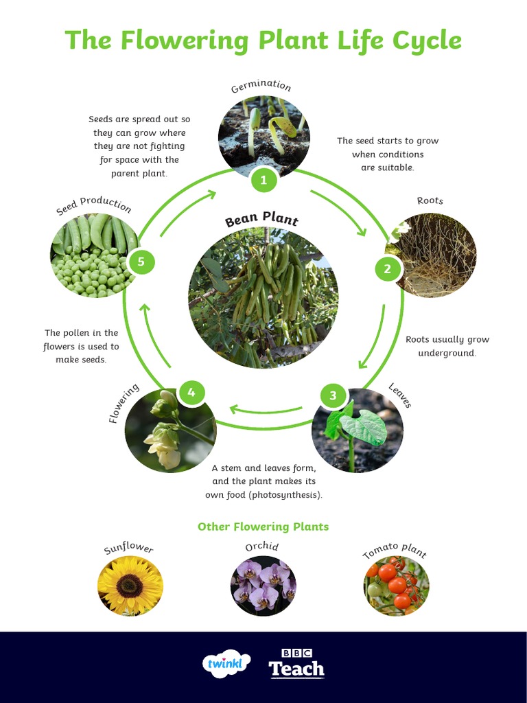 Comparing Different-Life Cycles Posters | PDF | Amphibian | Egg