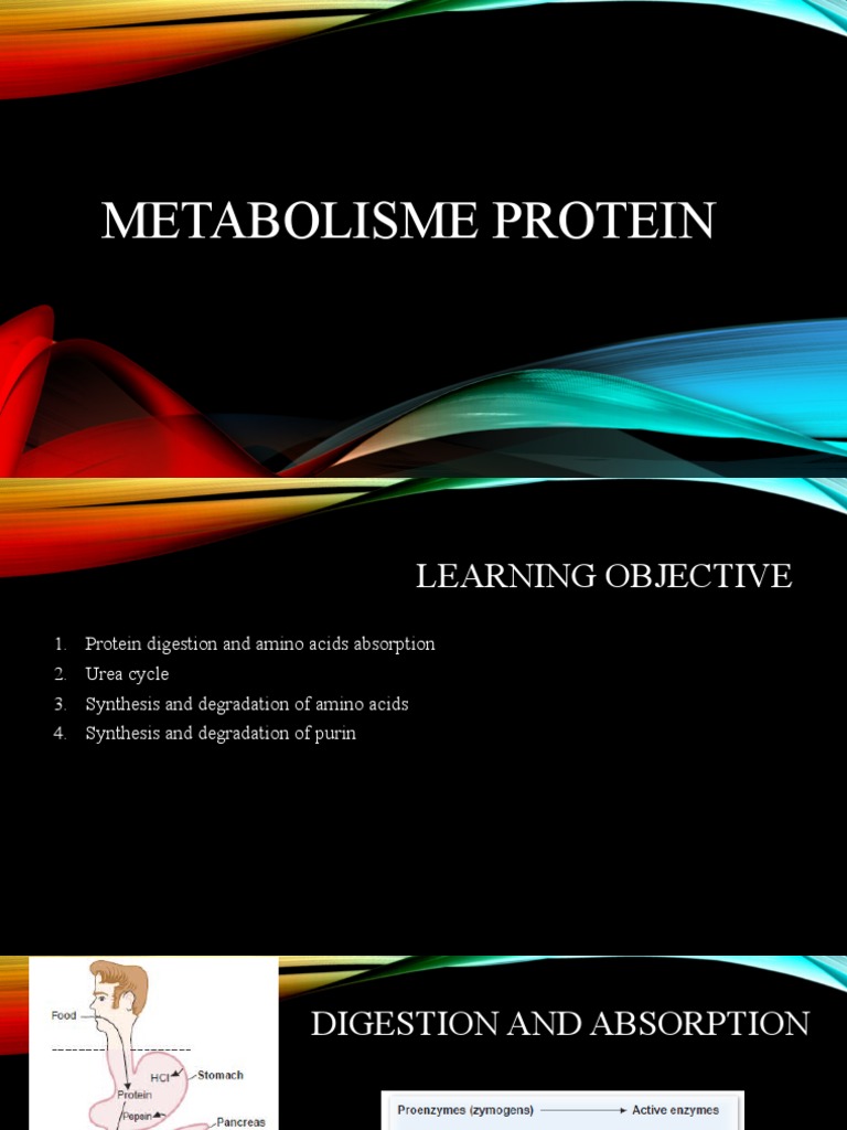 Metabolisme protein