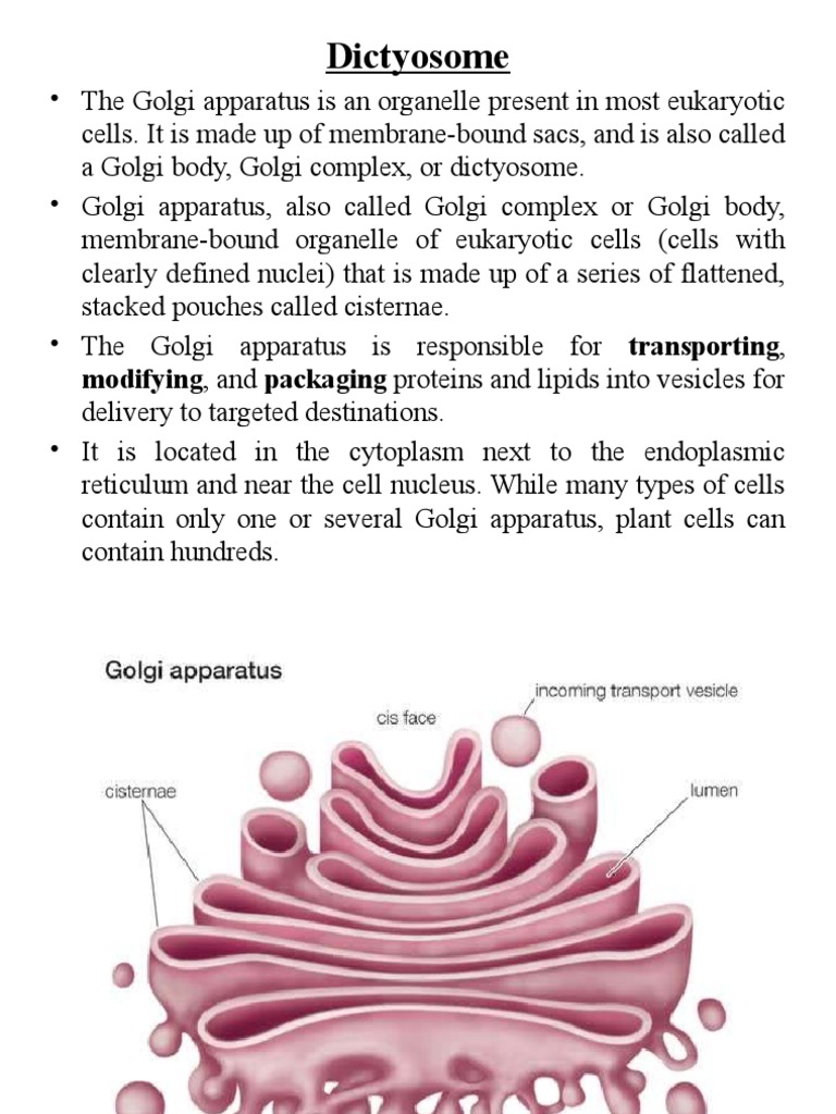 Dictyosome: Modifying, and Packaging Proteins and Lipids Into Vesicles ...