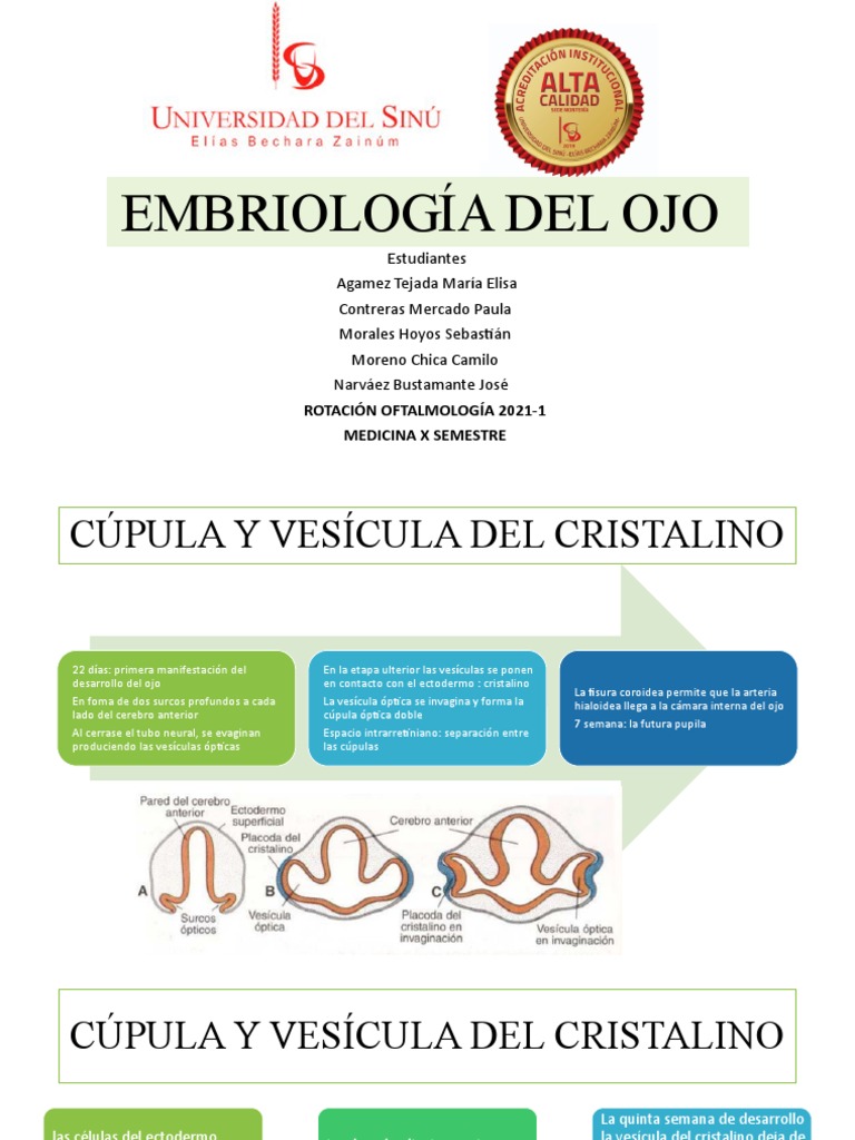 Embriologia Del Ojo Final. | PDF | Ojo humano | Retina