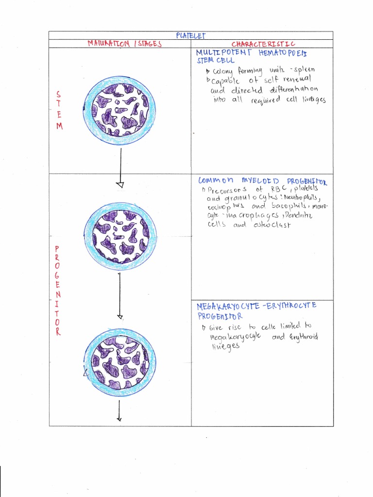 Platelet Maturation-Stages | PDF