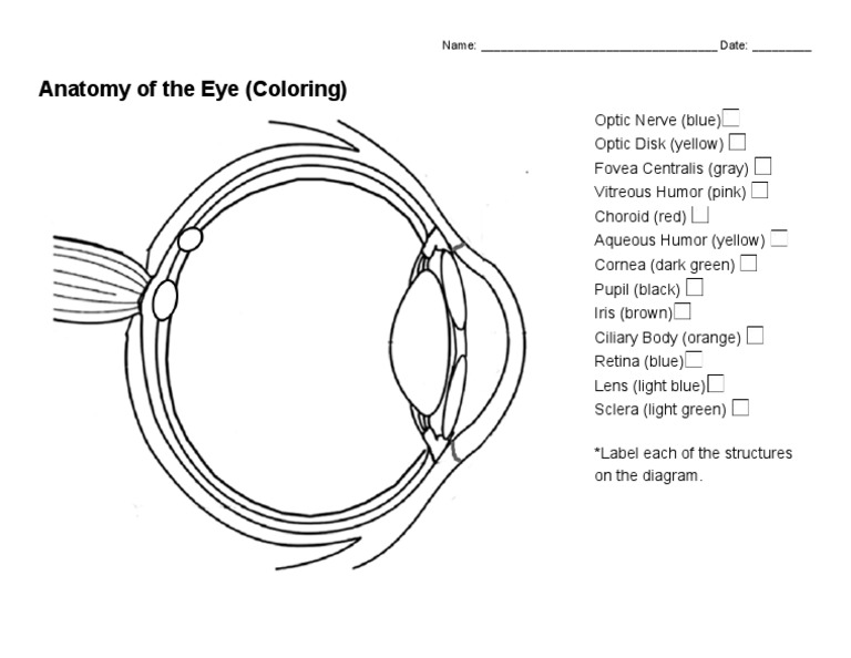 Anatomy of The Eye (Coloring) | PDF