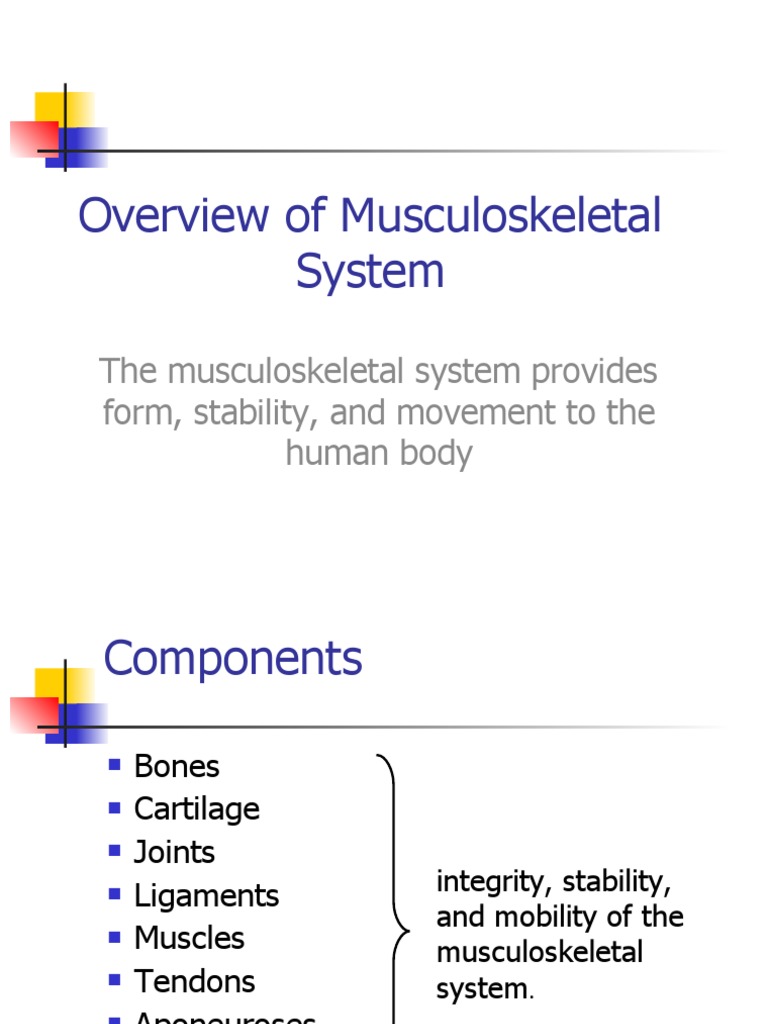 Overview of Musculoskeletal System | PDF | Bone | Human Musculoskeletal ...