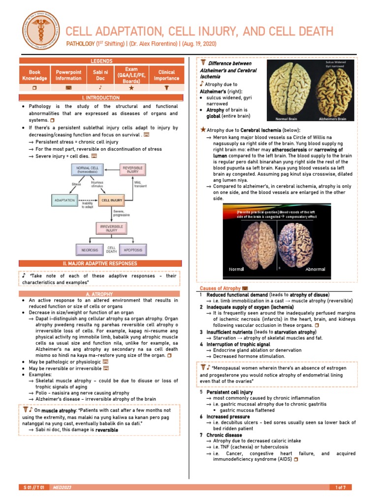 PATHO S01.T01 - Cellular Adaptation Cell Injury and Cell Death | PDF | Atrophy | Reactive Oxygen ...