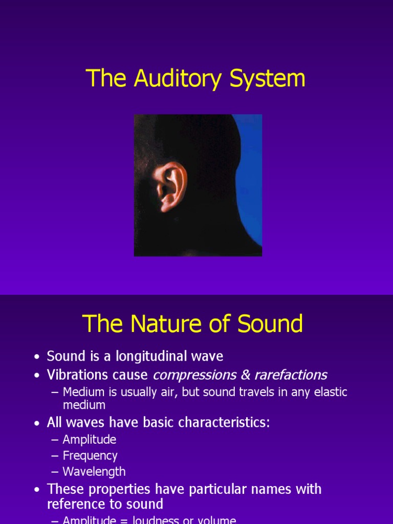 The Auditory System | PDF | Auditory System | Ear