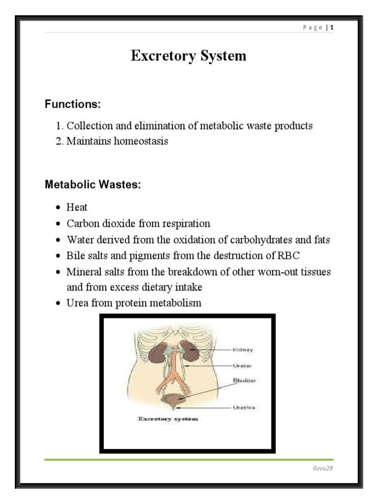 Excretory System Reviewer 4 m8s | PDF | Kidney | Animal Anatomy