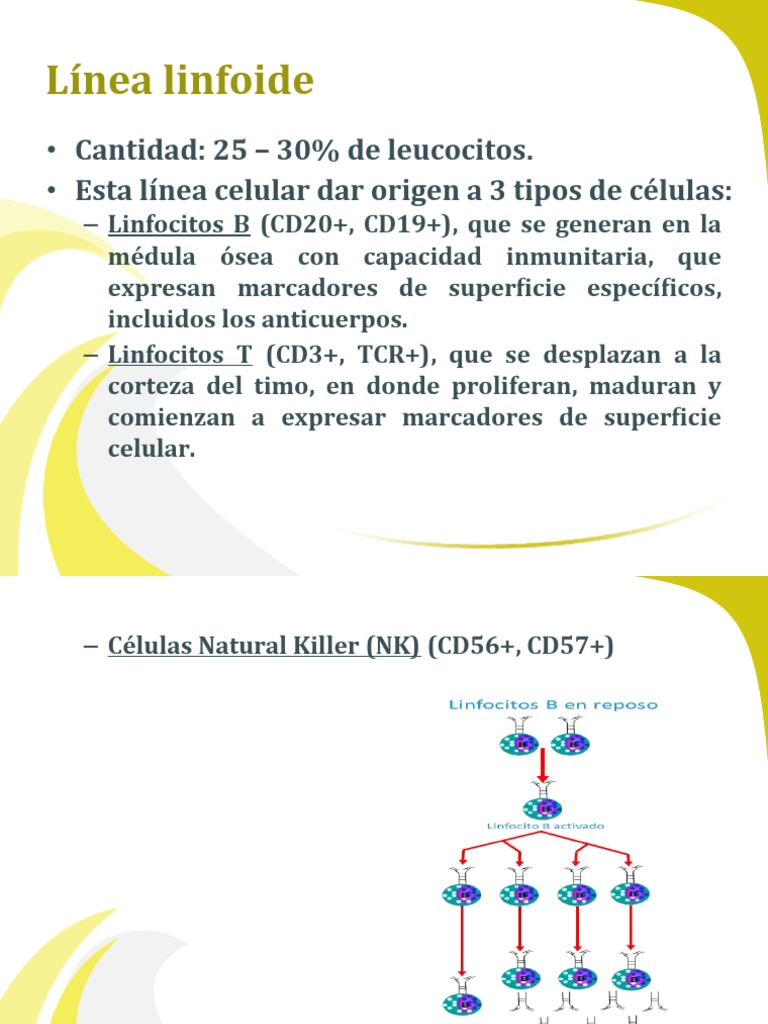Linea Linfoide | PDF