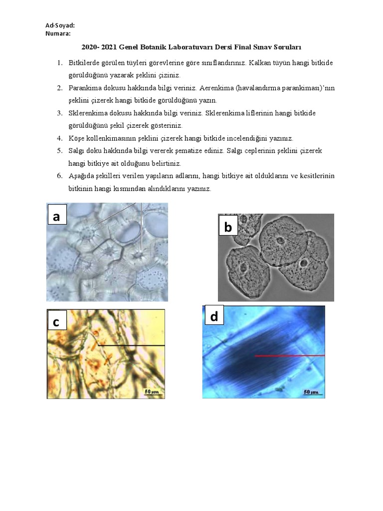 d0000131 Genel Biyoloj (Botanik) Lab. Final Odevi | PDF