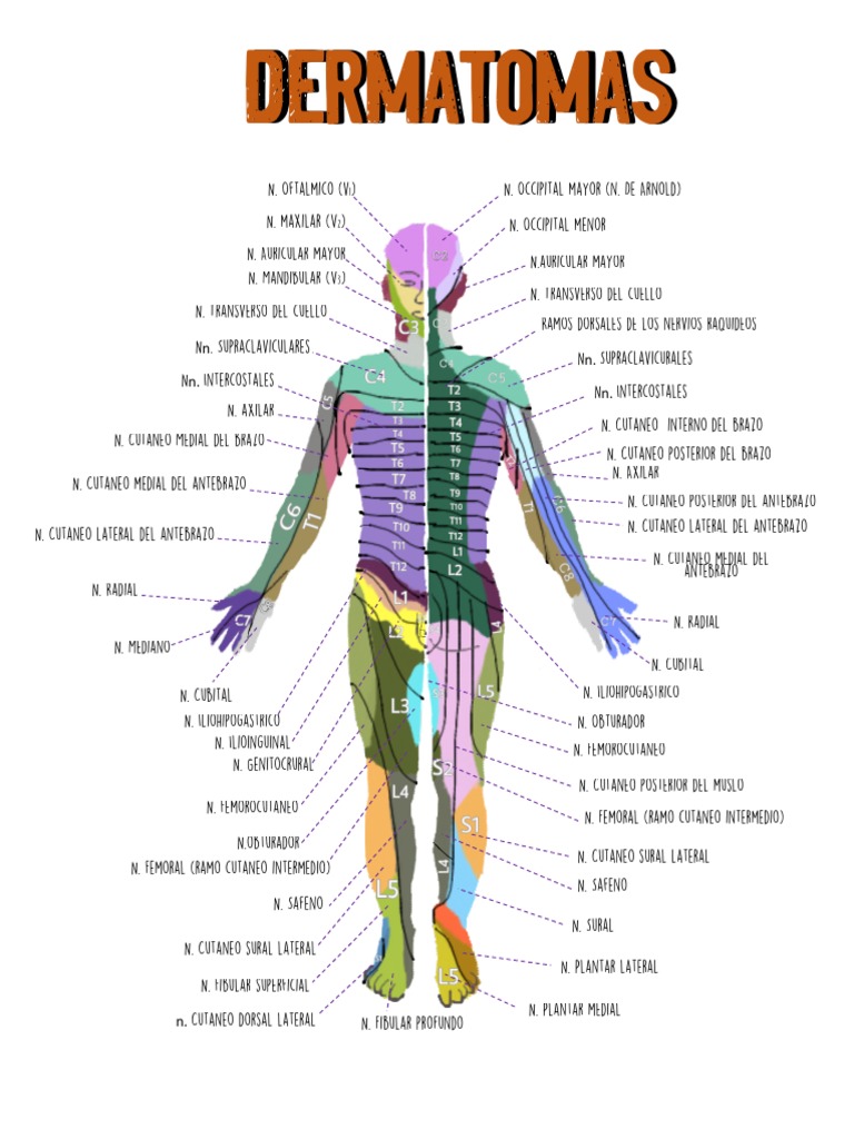 Dermatomas Brazo Mano Anatomia