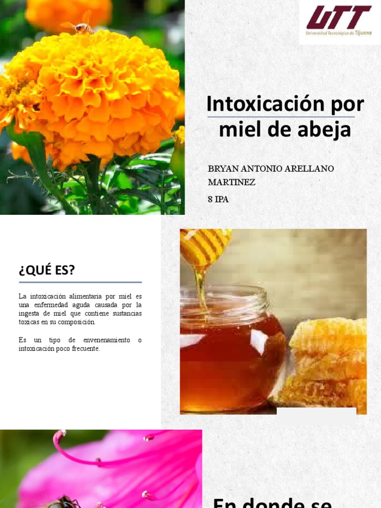 Intoxicacion Por Miel de Abeja | PDF