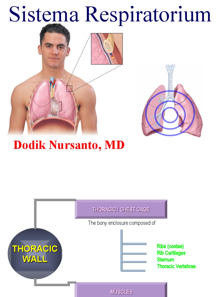 Systema Respiratorium | PDF | Respiratory Tract | Lung
