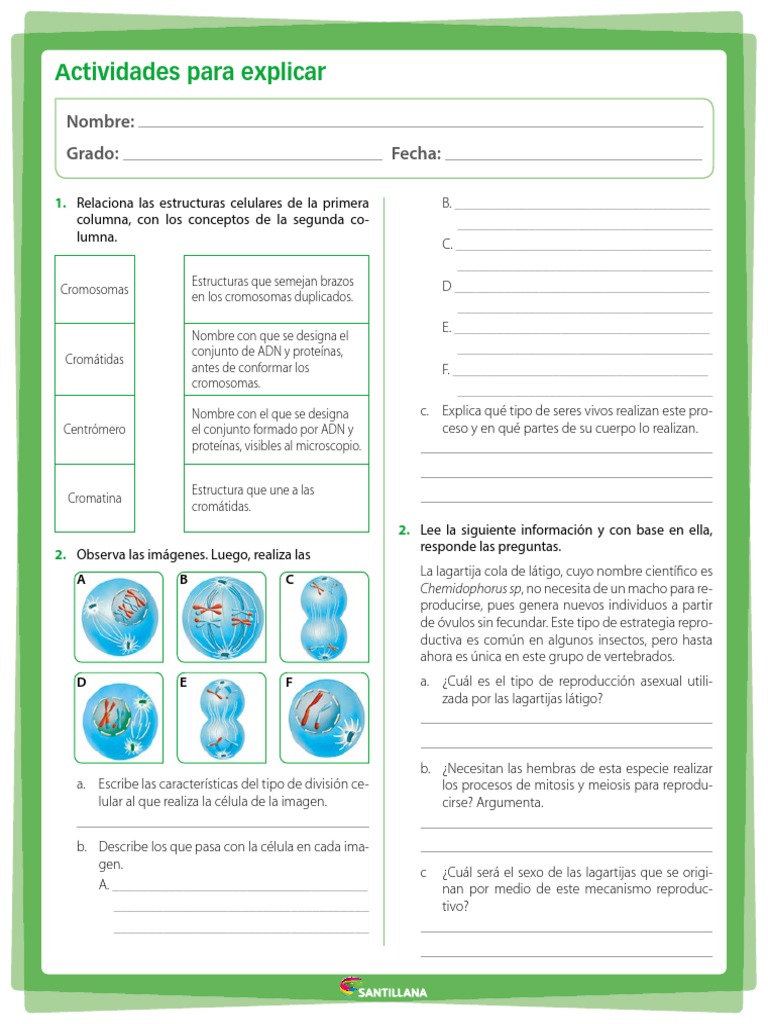 Clave De La Hoja De Trabajo Sobre La Meiosis