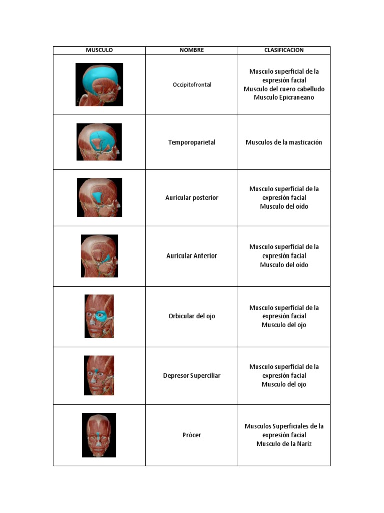 Musculos Expresion Facial | Descargar gratis PDF | Rasgos faciales | Cara