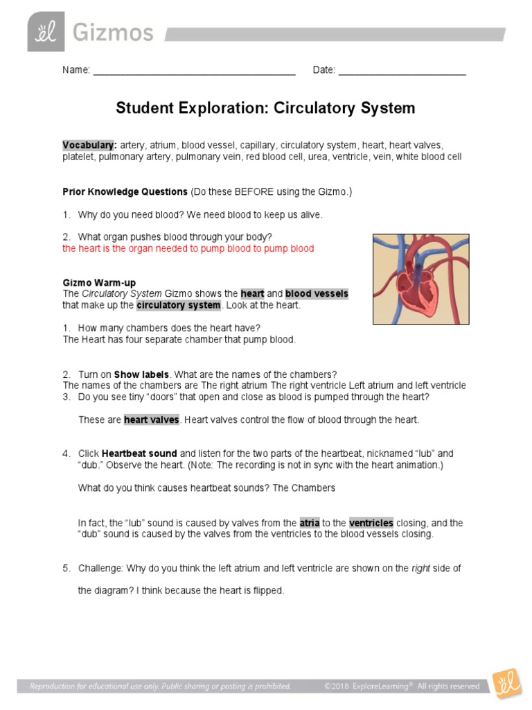 Student Exploration: Circulatory System | PDF | Vein | Heart